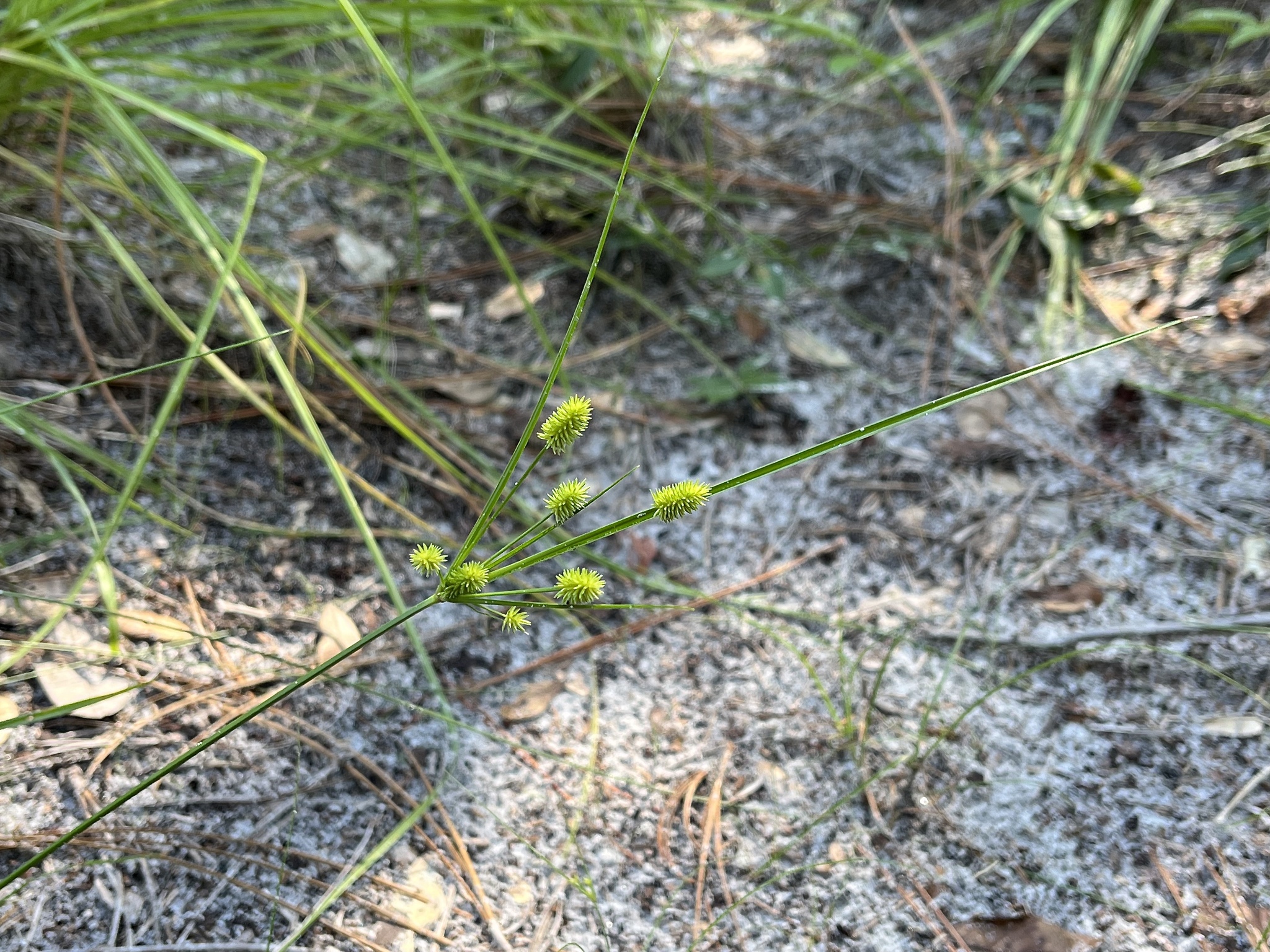 Cyperus retrorsus Chapm.