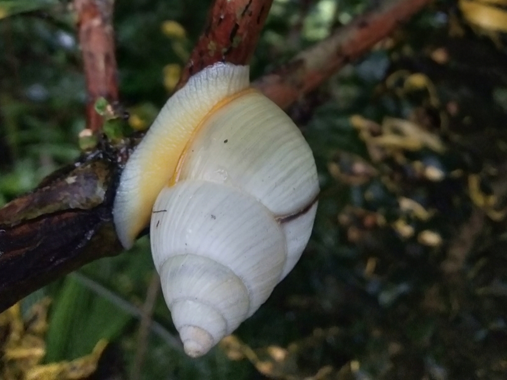 Amphidromus from Sirnajaya on September 02, 2022 at 06:06 AM by Sri ...