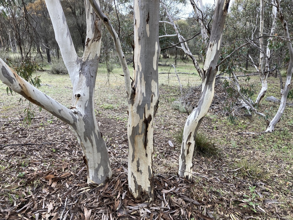 wandoo (Eucalyptus wandoo) - Botanical Realm