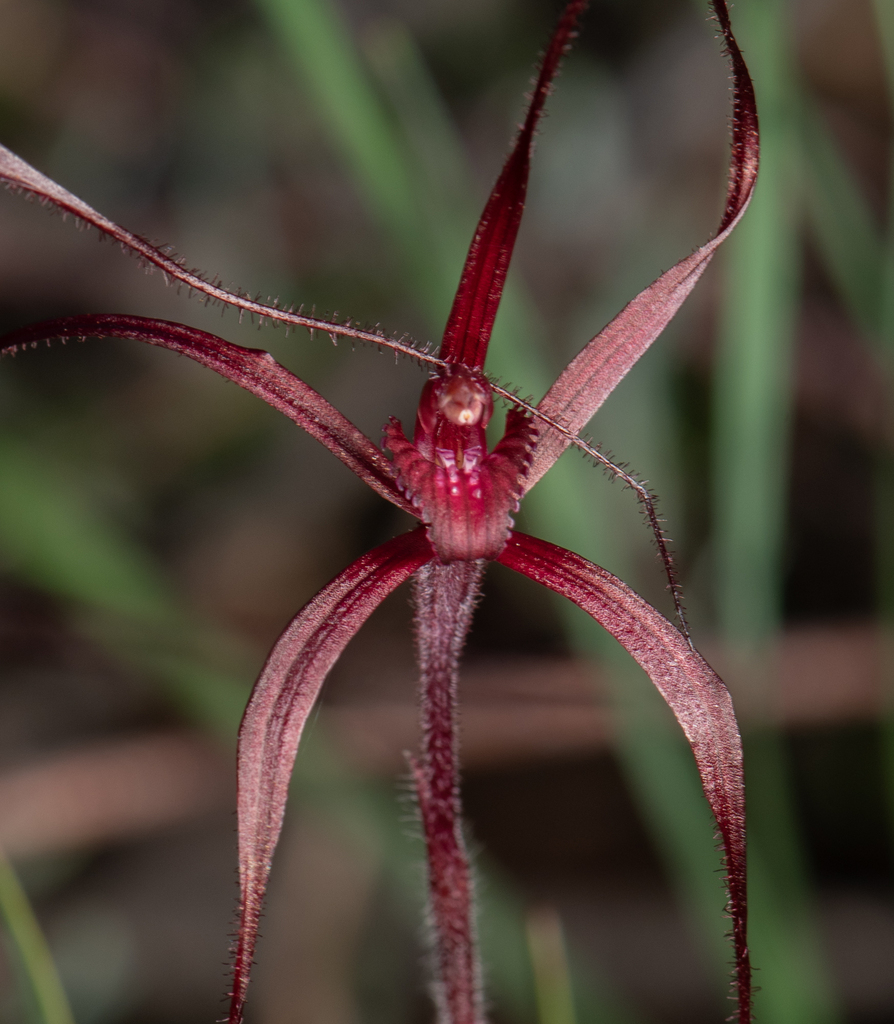 Blood spider orchid in August 2022 by Garin Taylor. Caladenia filifera ...