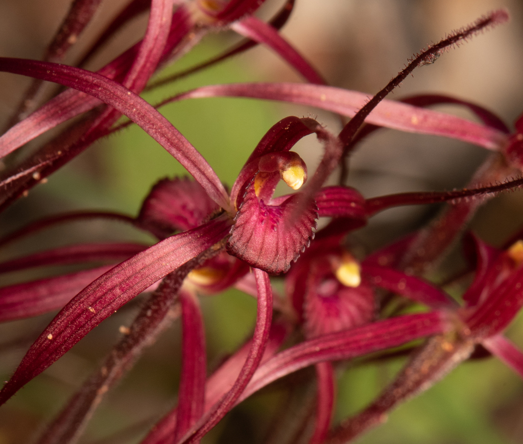 Blood spider orchid in August 2022 by Garin Taylor. Caladenia filifera ...