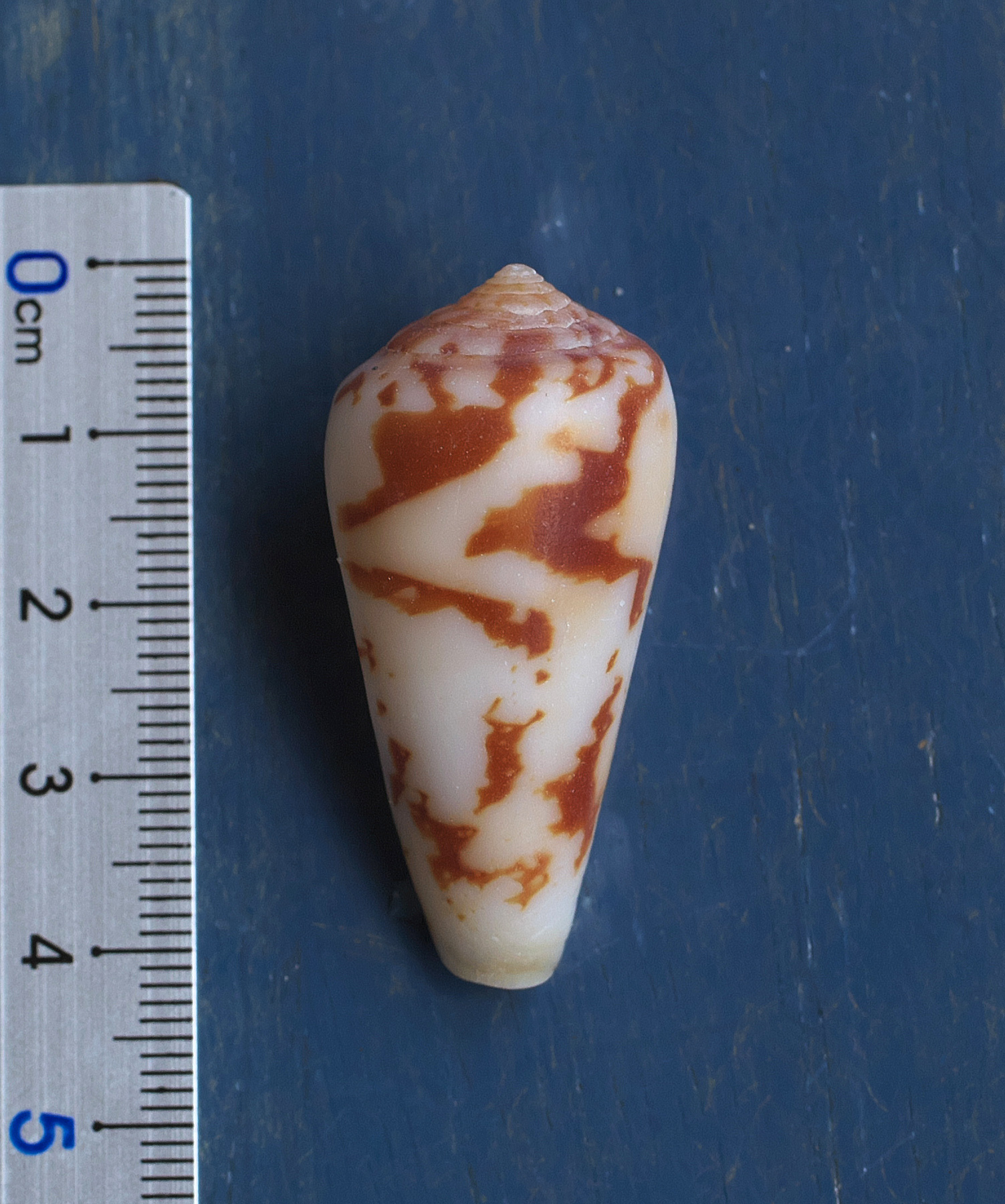 Conus fulmen Reeve, 1843