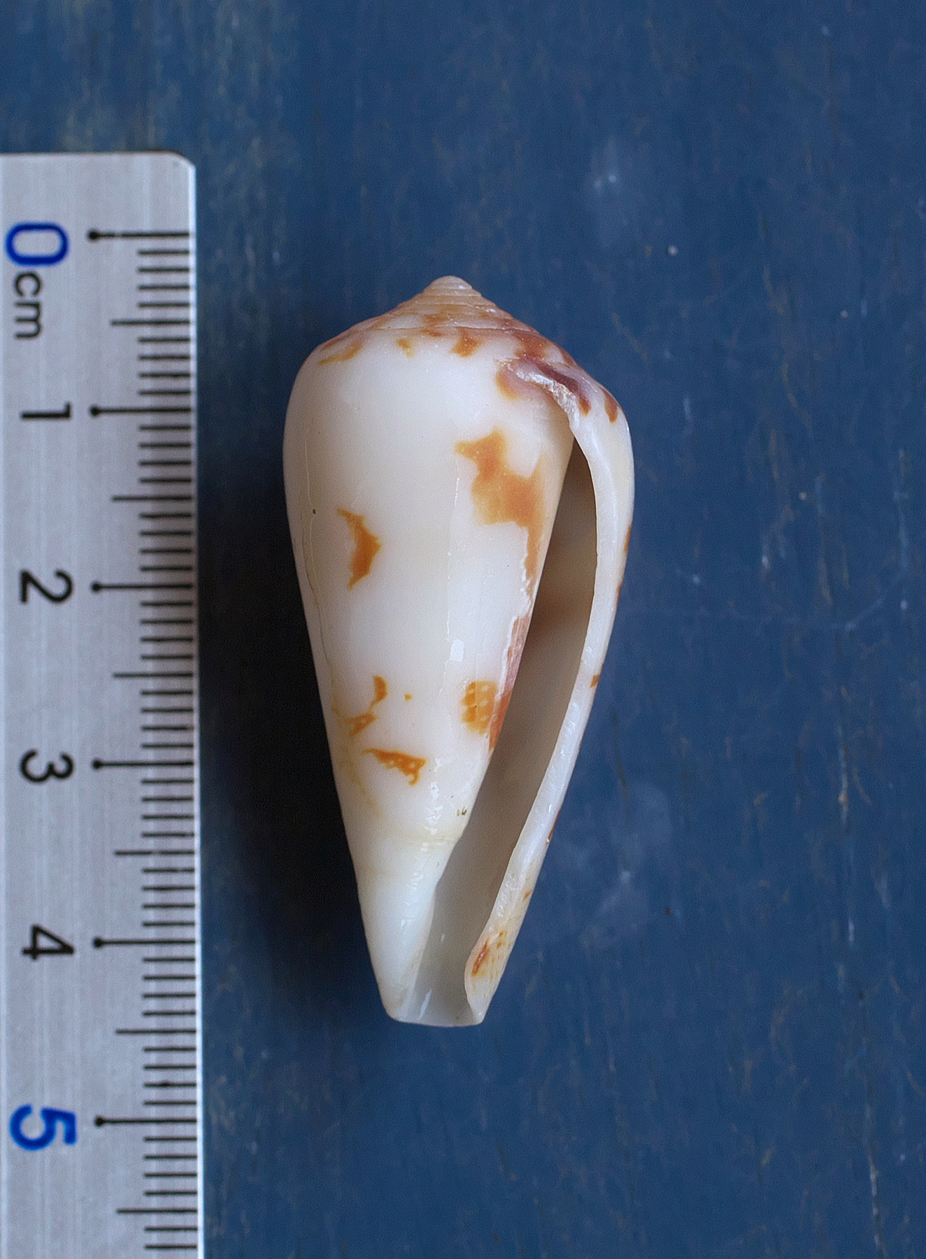 Conus fulmen Reeve, 1843