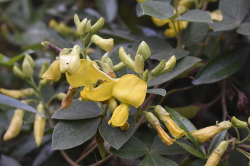 Cajanus mollis · iNaturalist