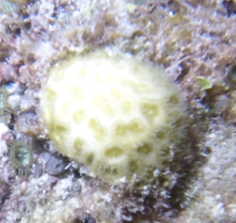 Favia fragum (Esper, 1793)