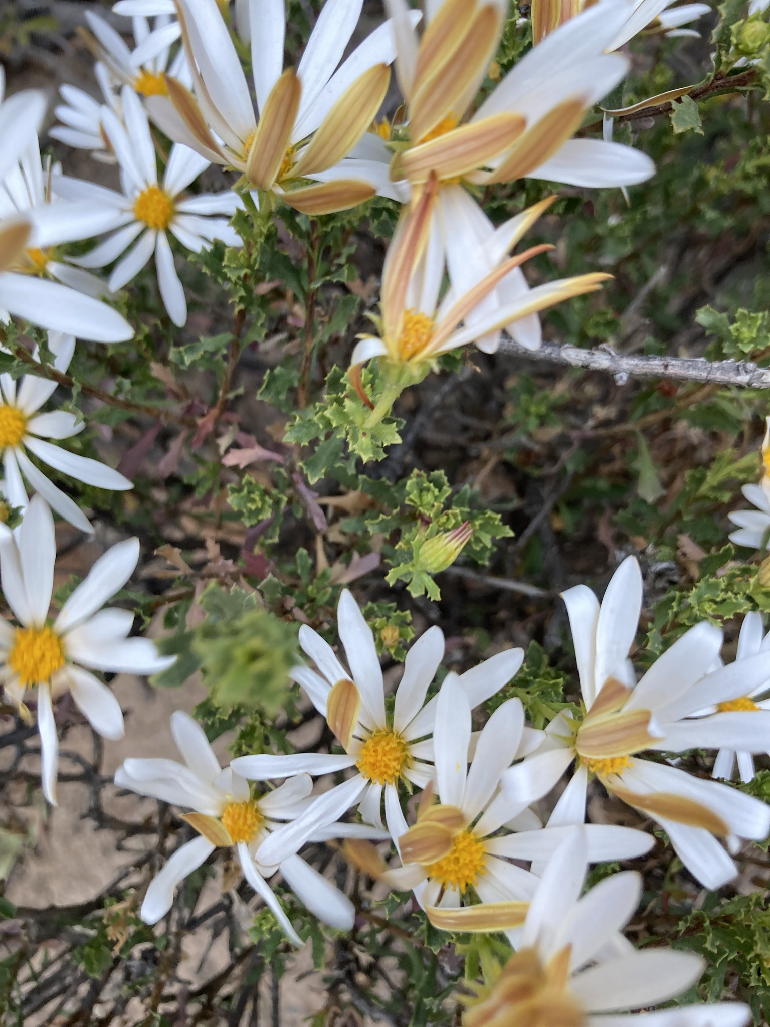 Dimorphotheca cuneata (Thunb.) DC.