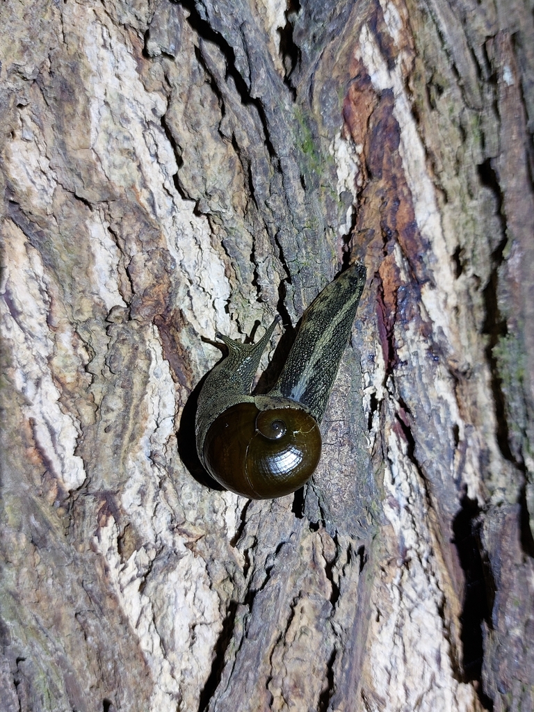 Arboreal Snail from Tai Lam, Hong Kong on September 2, 2022 at 08:13 PM ...