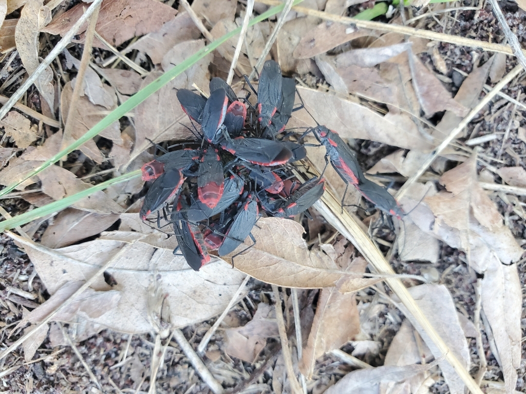 Red-shouldered Bug from Wichita Falls, TX 76310, USA on September 02 ...