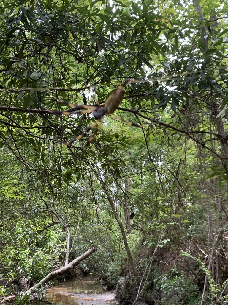 Golden Silk Spider from MCB Camp Lejeune, Jacksonville, NC, US on ...