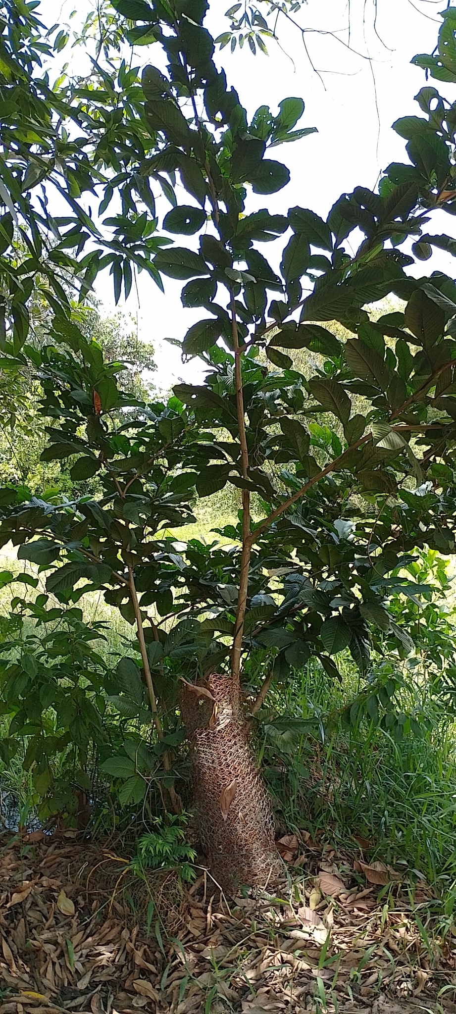 Inga spectabilis (Vahl) Willd.