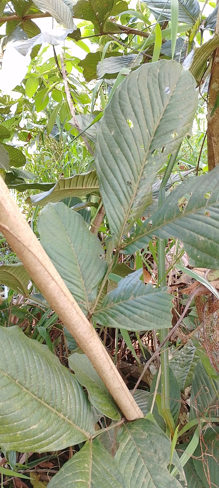 Inga spectabilis (Vahl) Willd.