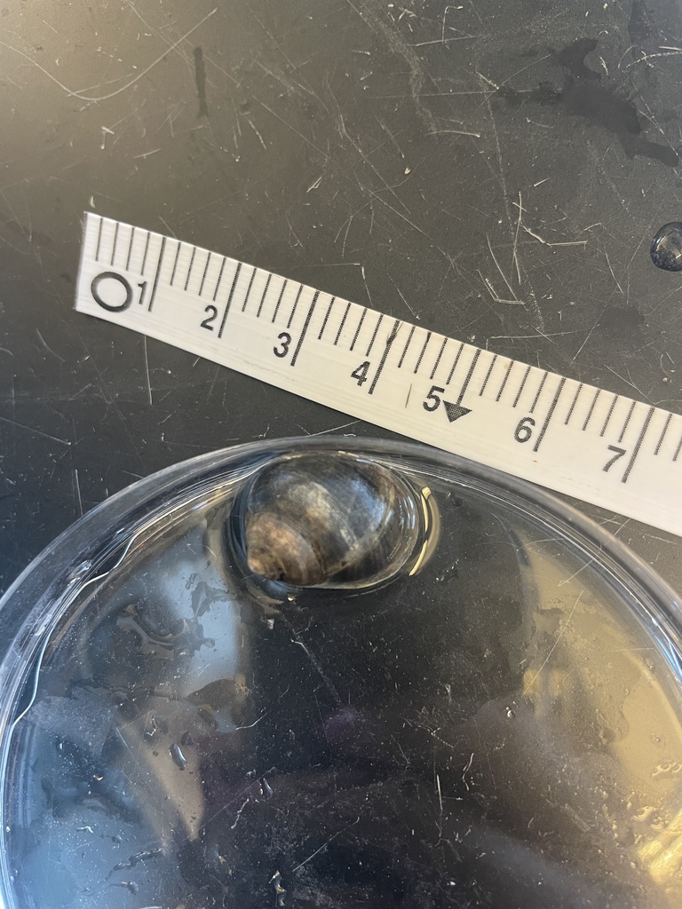 Common Periwinkle from Woods Hole, Falmouth, MA, USA on September 02 ...