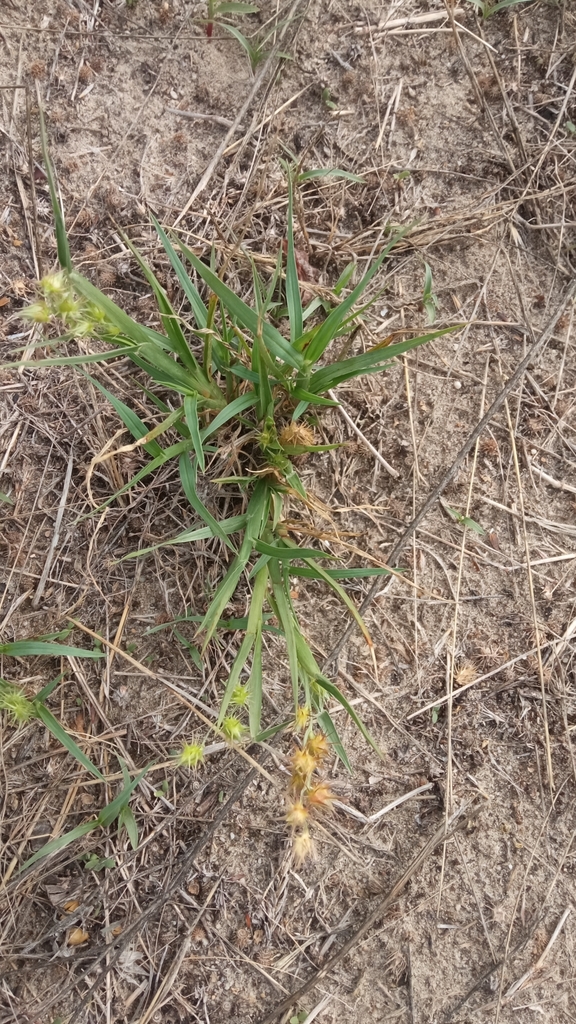 coastal sandbur from Kunbaracs, 6043 Magyarország on September 2, 2022 ...