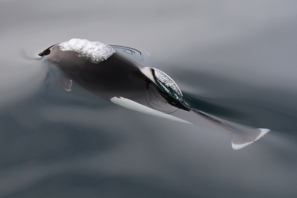 Porpoises (Phocoenidae) - Know Your Mammals