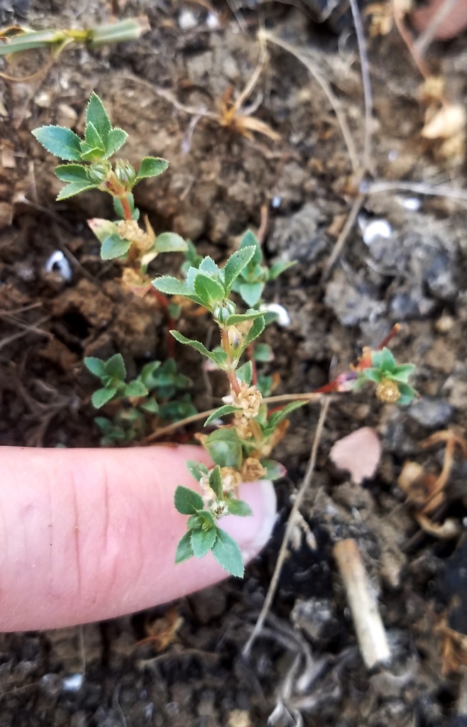 Texas Bergia from Lake Mineral Wells State Park, Parker, Texas, United ...