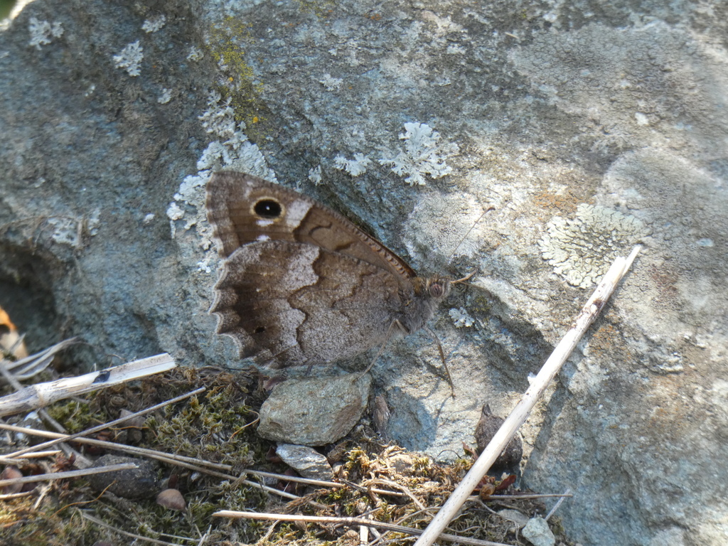 Tree Grayling from barquedo on August 25, 2022 at 01:32 PM by ...