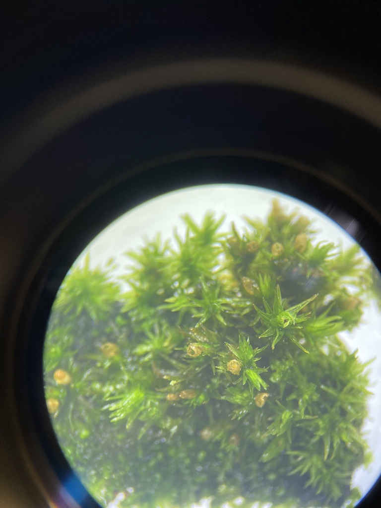 Starry Bristle Moss from West Liberty University - College Union, West ...