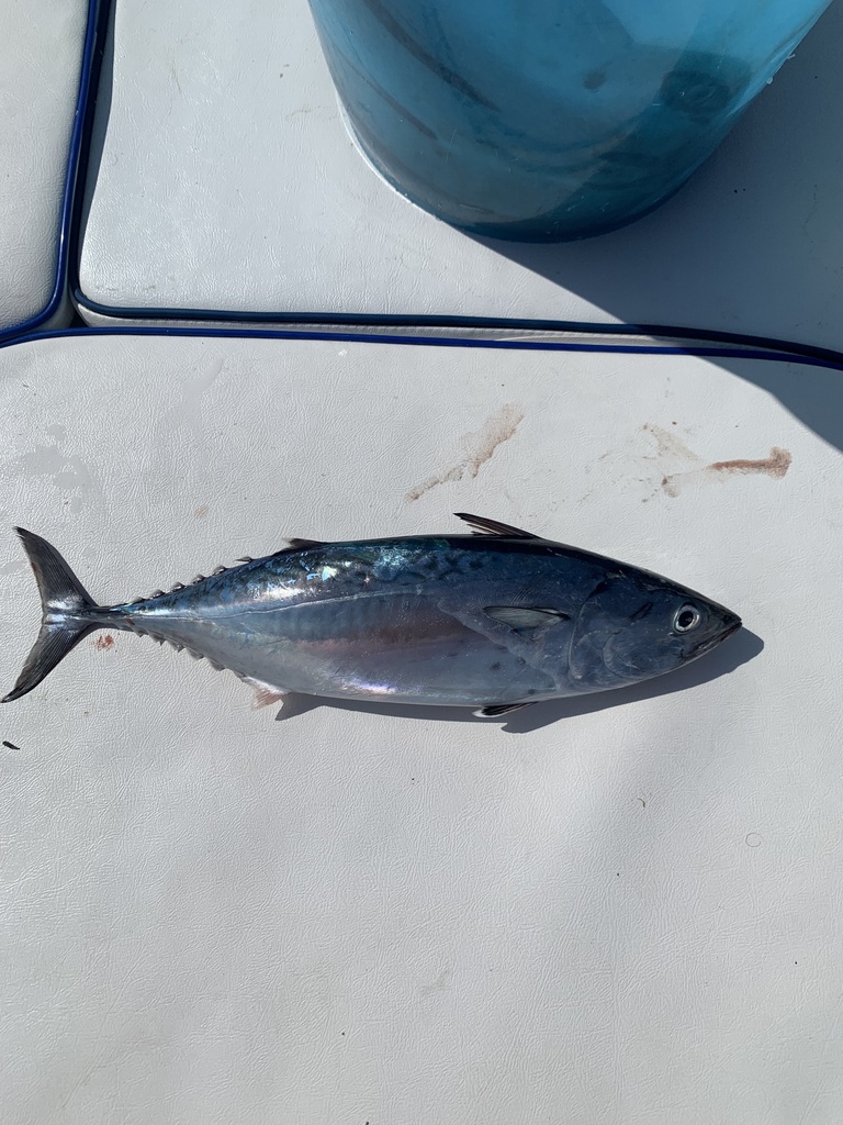 Little Tunny from Adriatisches Meer, Otranto, Puglia, IT on August 27 ...