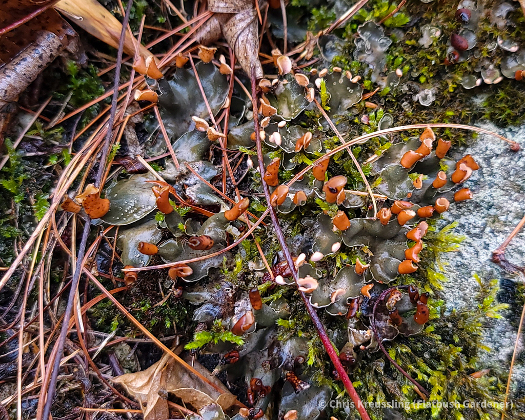 many-fruited pelt lichen from Chester, New York, United States on ...