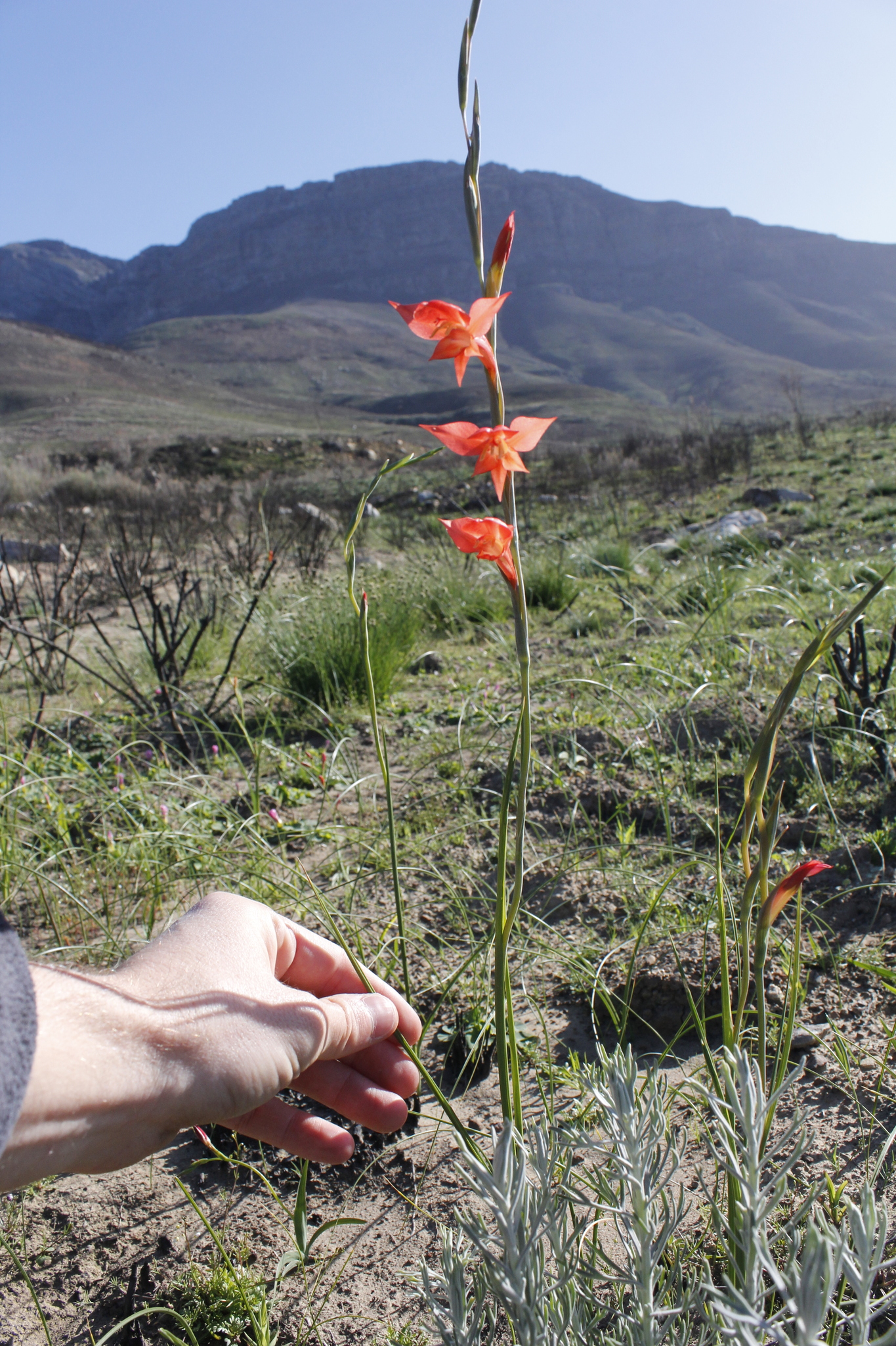 Gladiolus quadrangularis (Burm.f.) Aiton