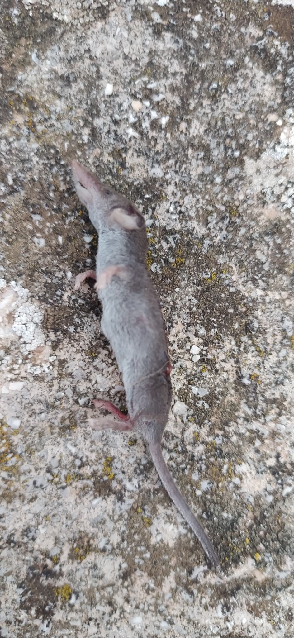 Suncus etruscus (Savi, 1822)