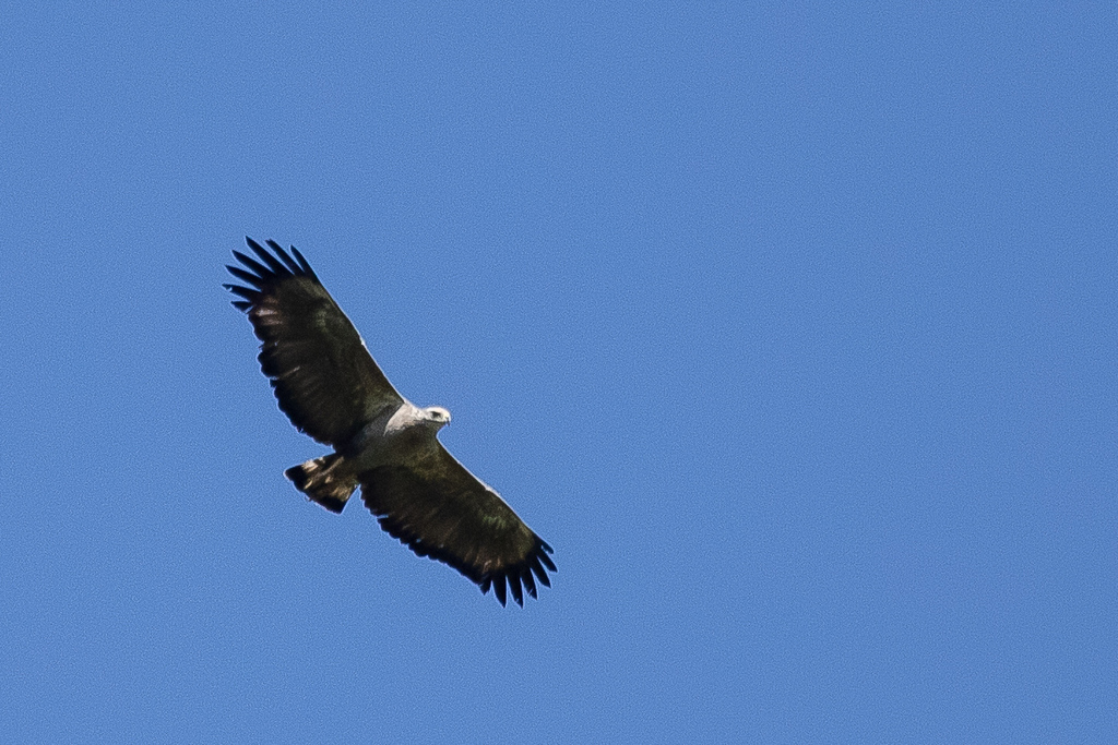 Chaco Eagle in September 2022 by Claudio Martins de Souza · iNaturalist