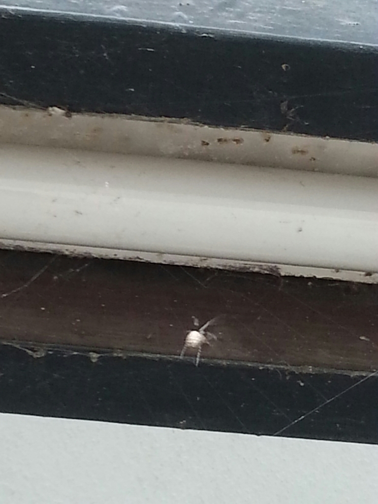 Missing-sector Orbweb Spiders from Greater Vancouver, CA-BC, CA on ...