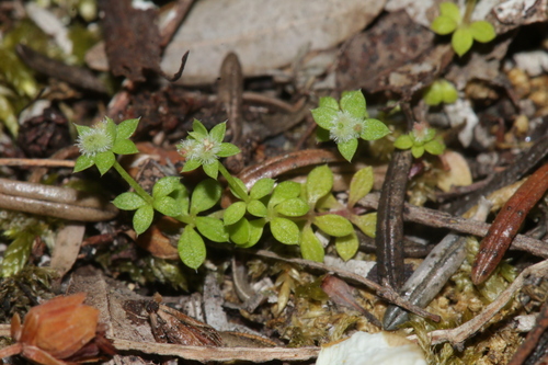 Galium minutulum · NaturaLista Colombia