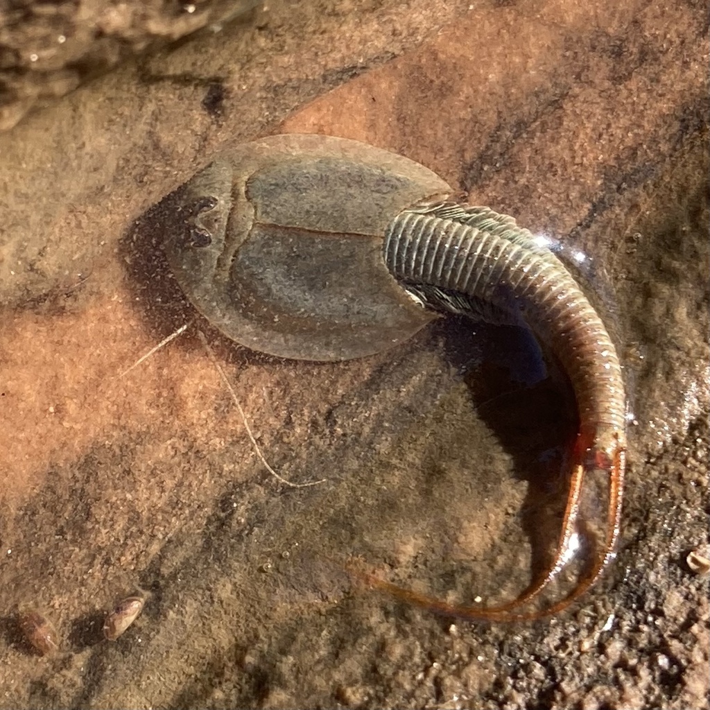 Longtail Tadpole Shrimp from Moab, UT, US on September 2, 2022 at 10:28 ...