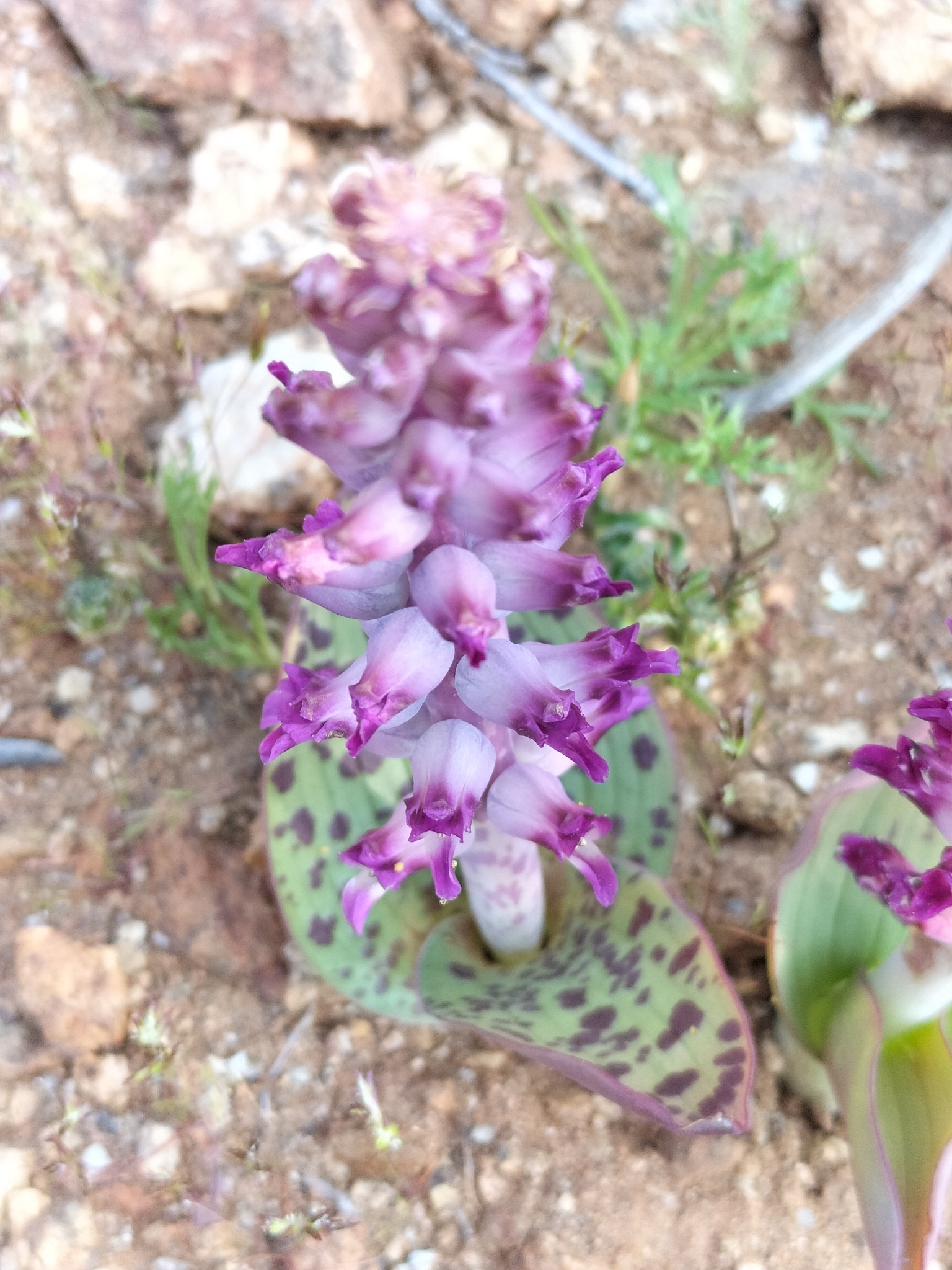 Lachenalia carnosa Baker