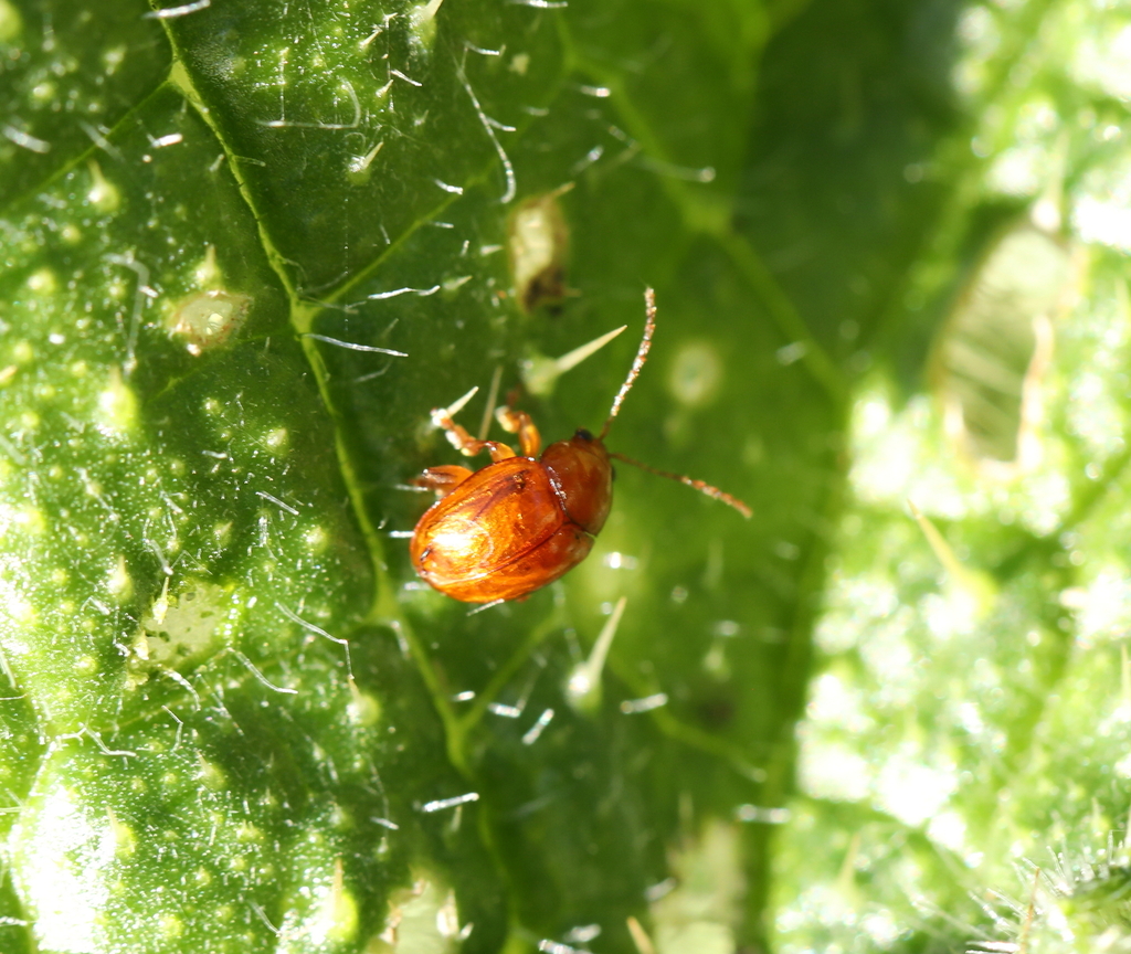 Sphaeroderma testaceum from Oudalle, France on October 28, 2021 at 08: ...