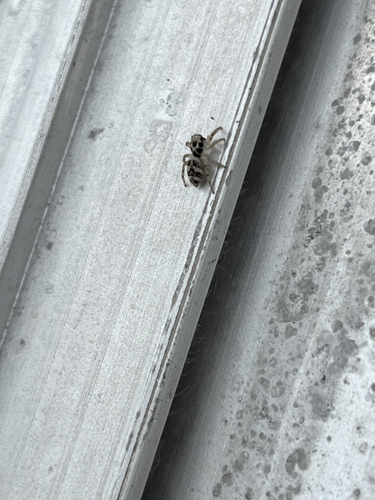 Zebra Jumping Spider from Lake Sidney Lanier, Buford, GA, US on ...