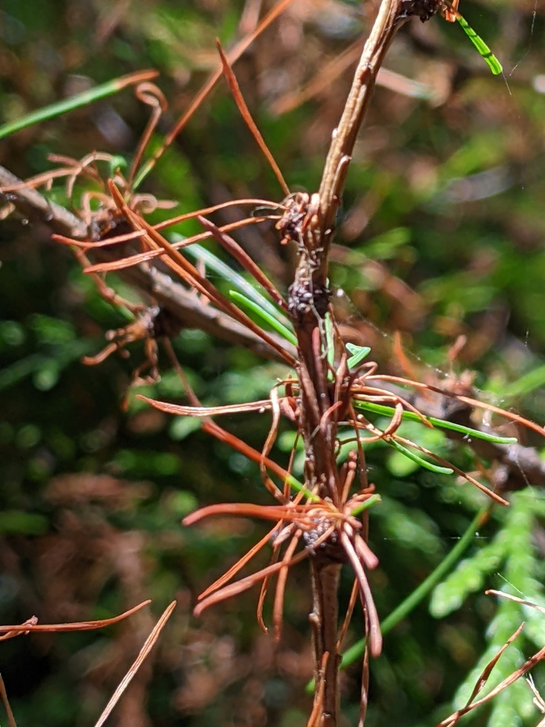 larch needle blight from Friend, OR 97021, USA on August 31, 2022 at 11 ...