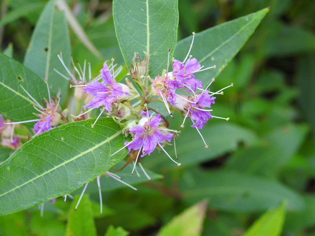 swamp loosestrife (Decodon verticillatus) - Botanical Realm