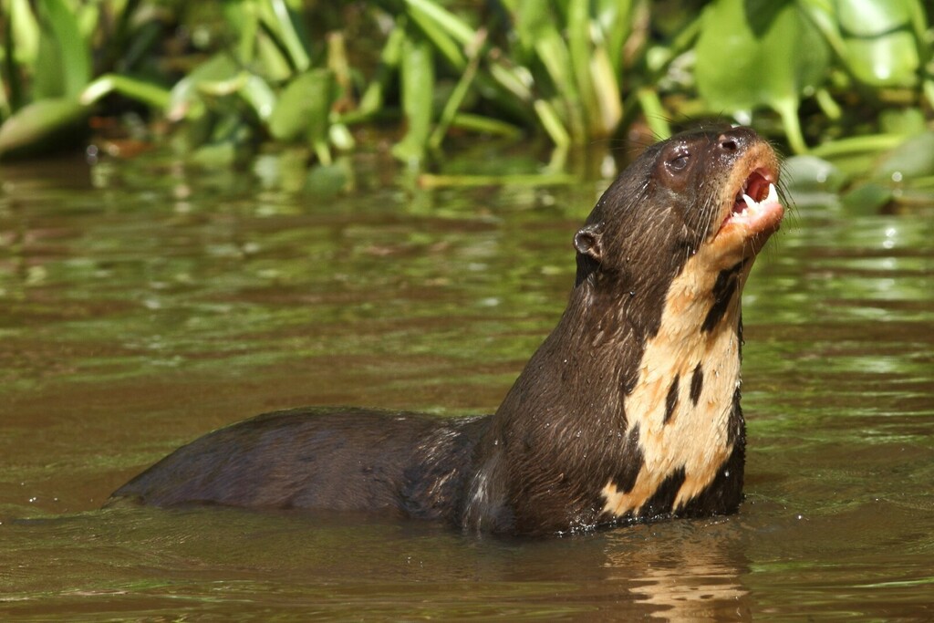Giant Otter (Pteronura brasiliensis) - Know Your Mammals