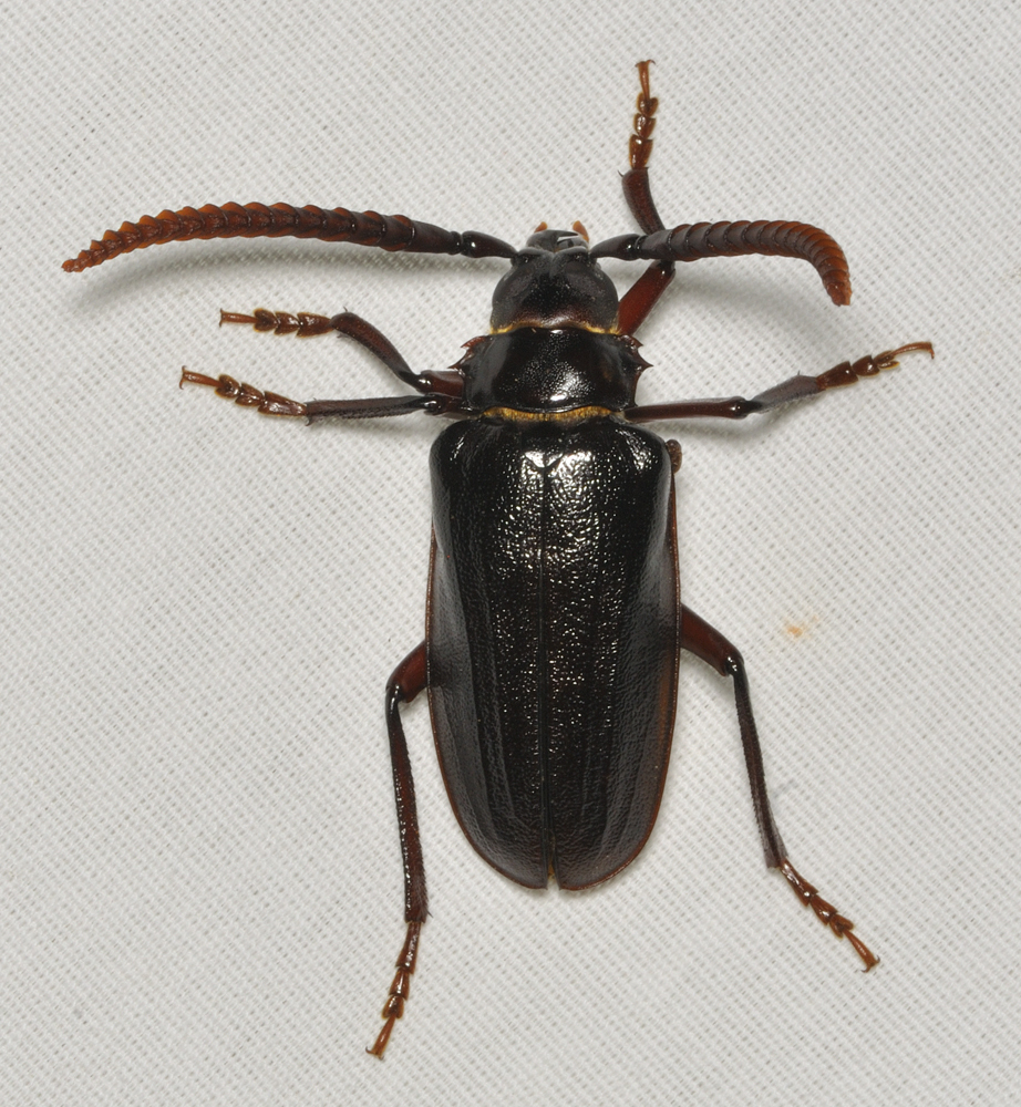Tile-horned Prionus (Longhorn Beetles of the United States Pt.2 ...