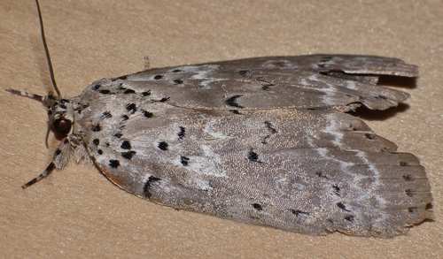 Eligma orthoxantha · iNaturalist Ecuador