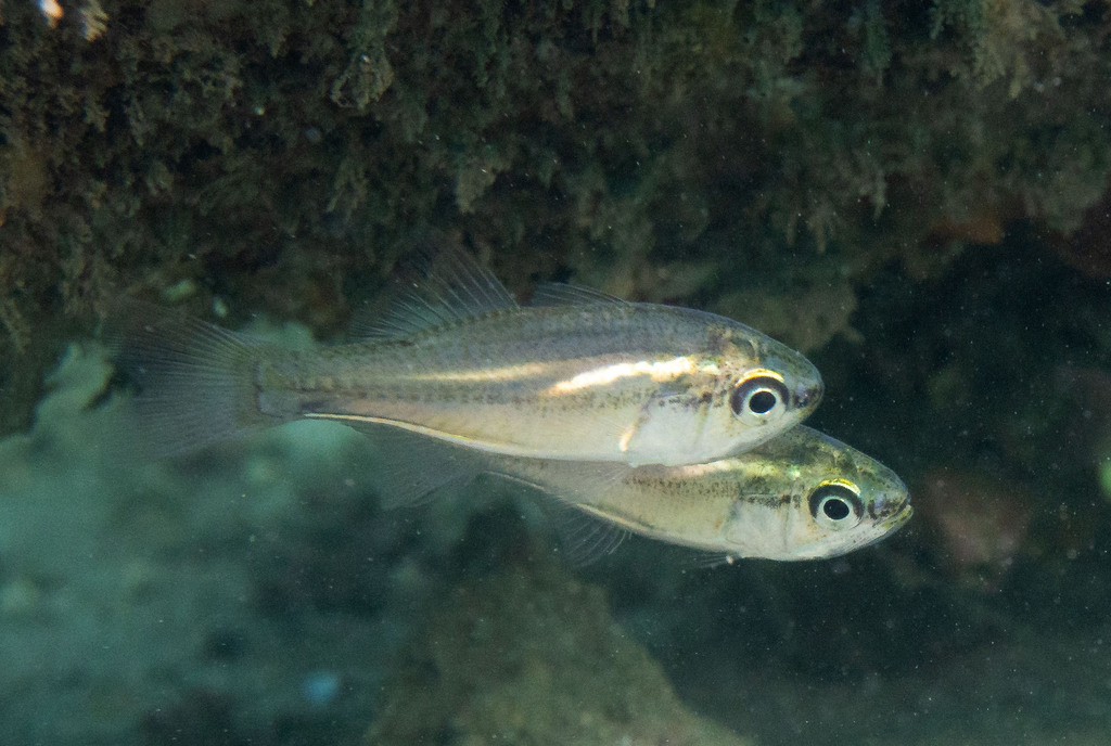 Pinkbreast Siphonfish from Clifton Gardens on August 23, 2022 at 08:17 ...