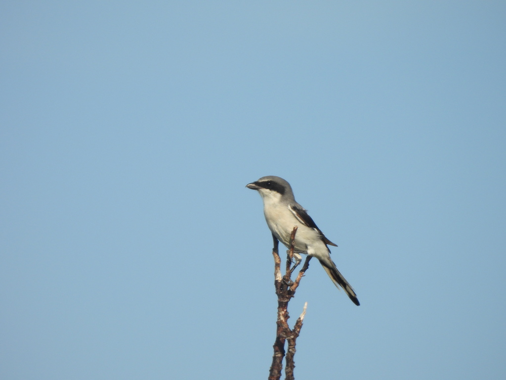 Loggerhead Shrike from Galveston, TX, USA on September 02, 2022 at 08: ...