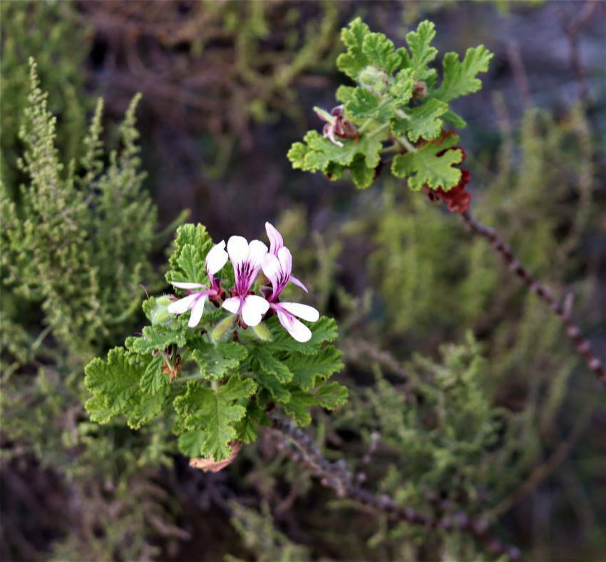 Oak-leaved geranium from Western District, South Africa on September 02 ...