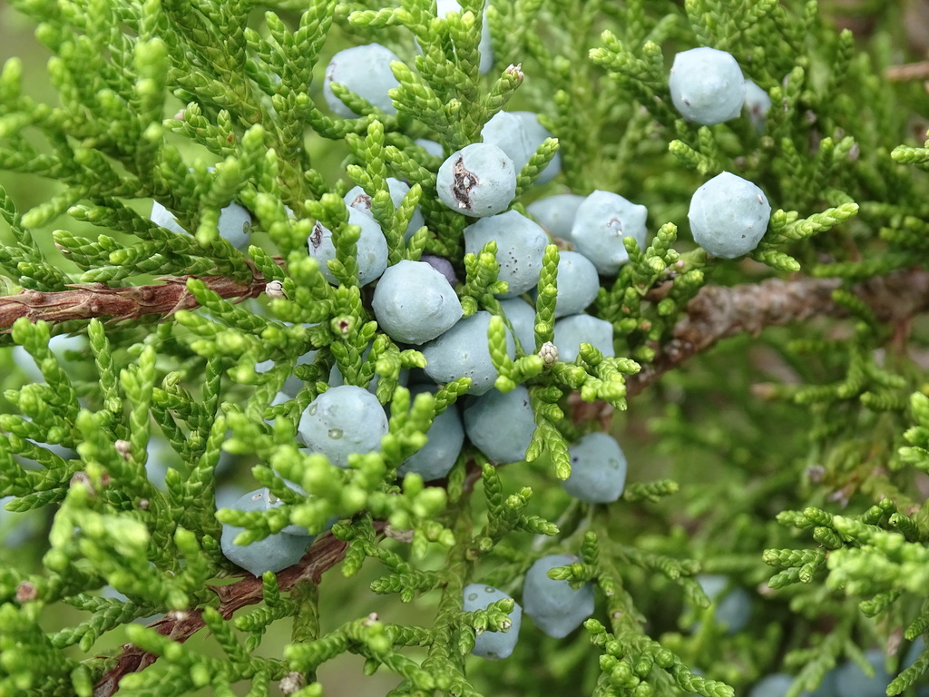 Ashe juniper from Comal County, TX, USA on September 02, 2022 at 01:49 ...