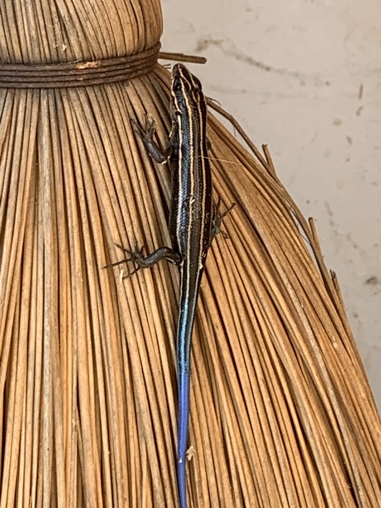Common Five-lined Skink from Township Road 447, Rutland, OH, US on ...