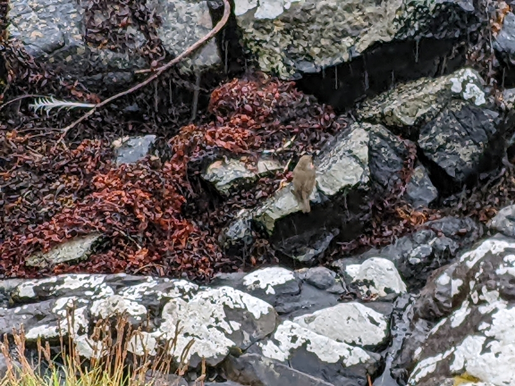 European Robin from Highland Council, UK on September 02, 2022 at 12:35 ...