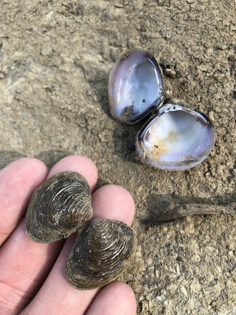 Asian Clam from Village Creek Historical Area, Arlington, TX, US on ...