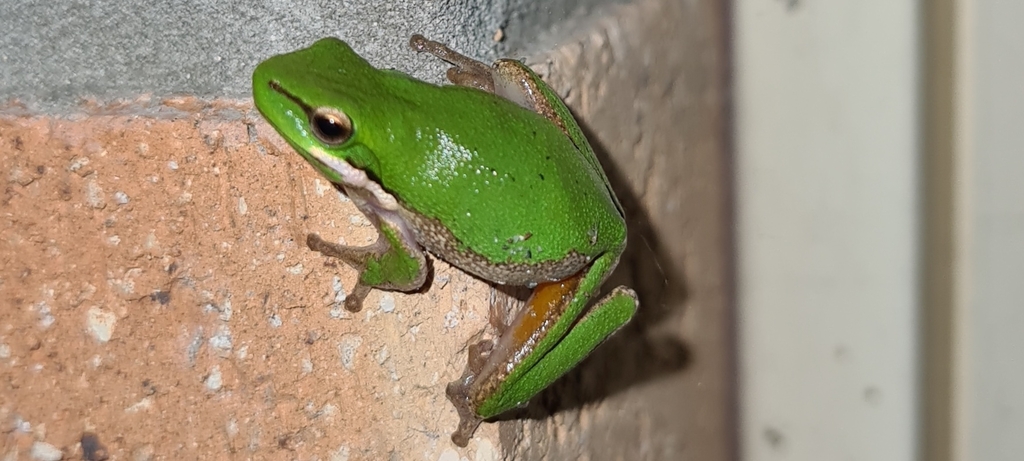 Eastern Dwarf Tree Frog in September 2022 by winslo2022 · iNaturalist