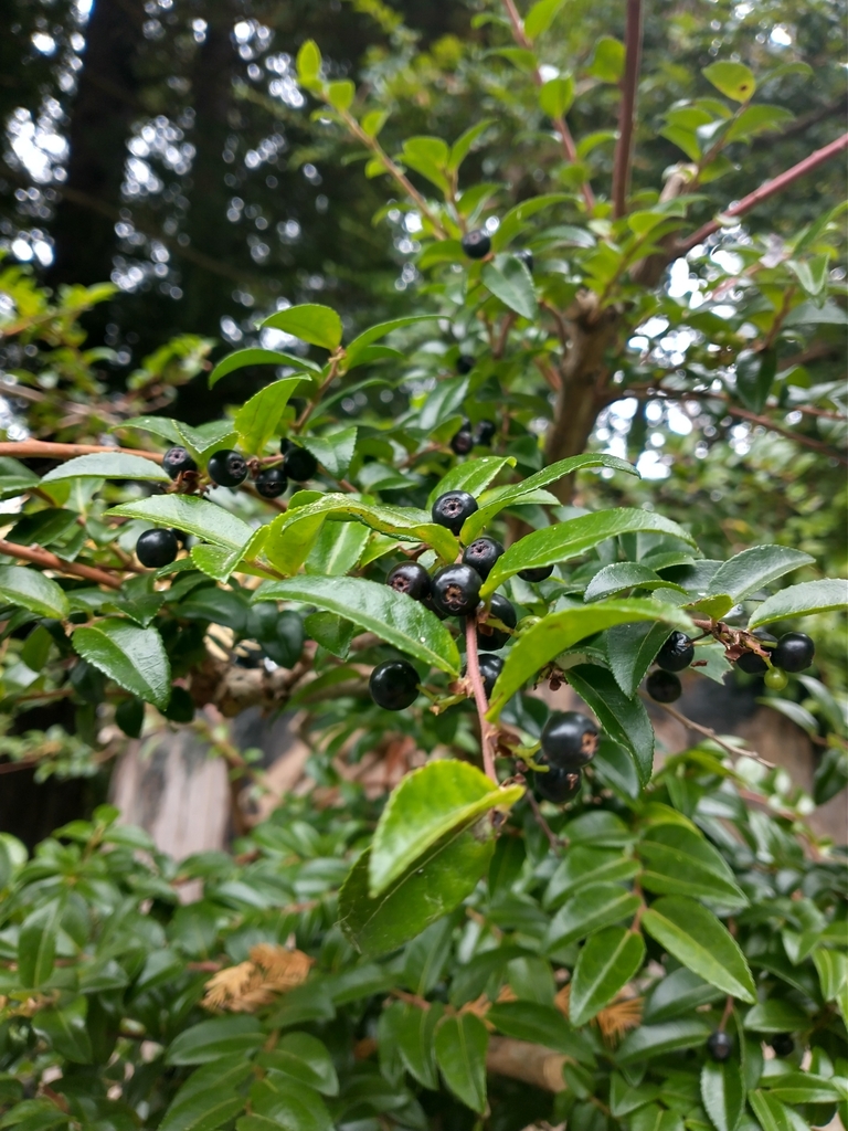Evergreen Huckleberry from Arcata, CA, USA on September 2, 2022 at 02:20 PM by DWard · iNaturalist