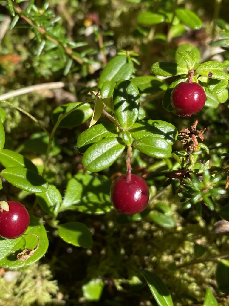 Lingonberry from Denali National Park & Preserve, AK, US on September ...