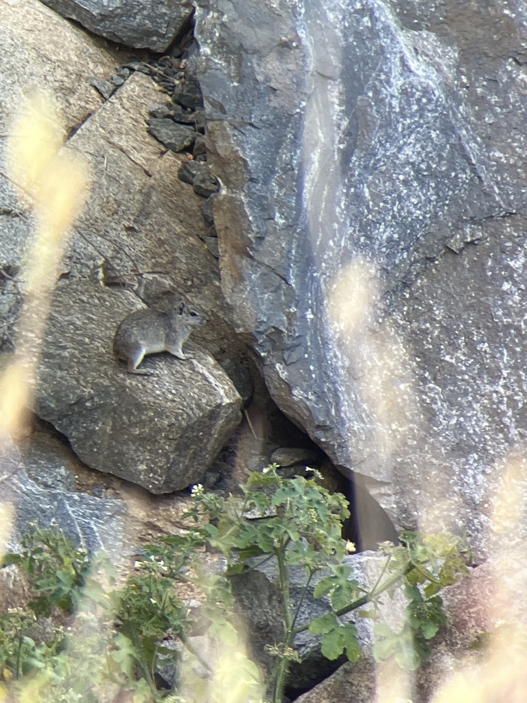 Rock Cavy from Canudos, BR-BA, BR on September 2, 2022 at 04:22 PM by ...