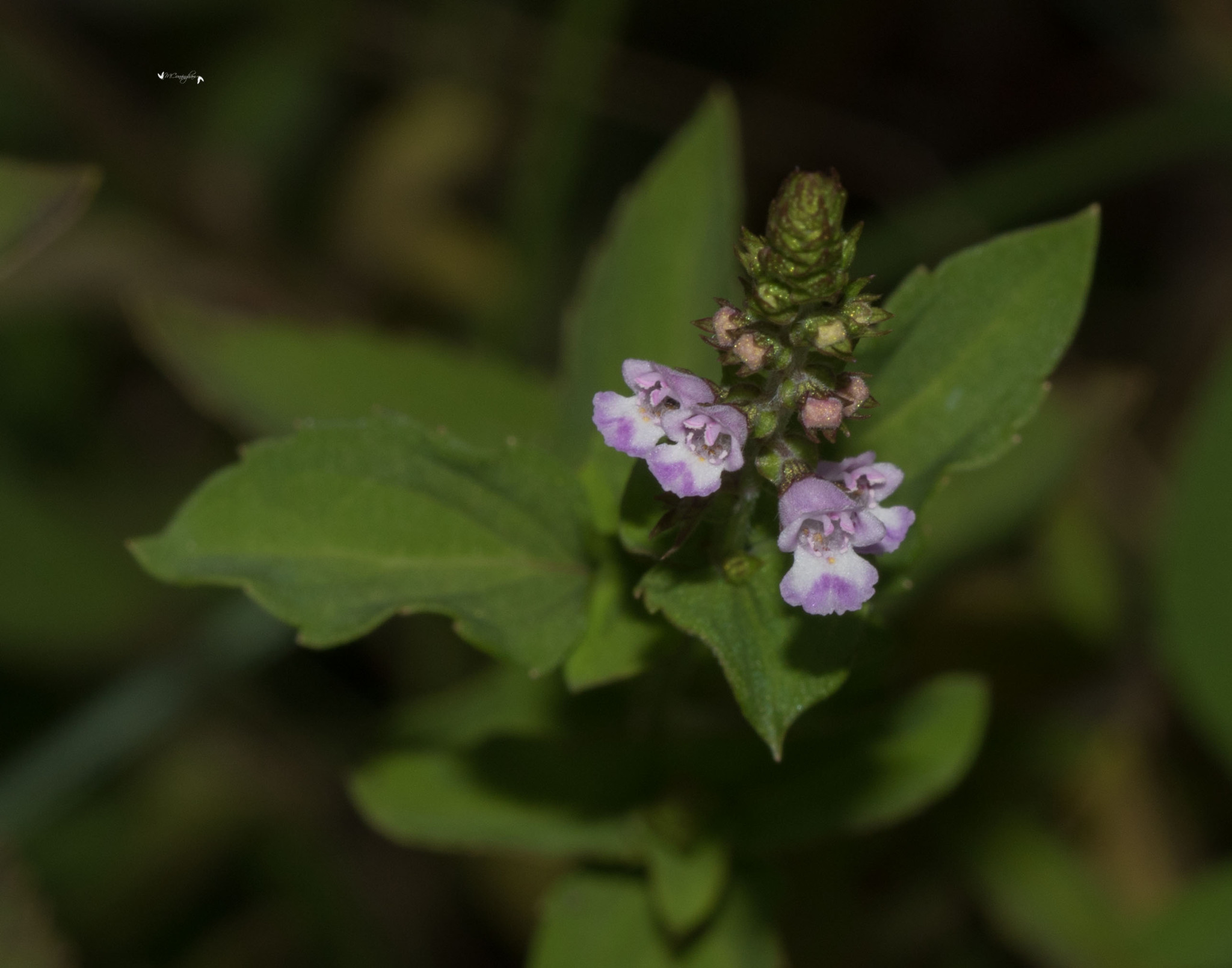 Mosla dianthera (Buch.-Ham. ex Roxb.) Maxim.