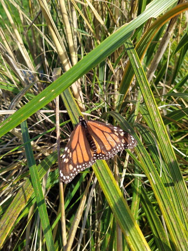 Monarch from Christchurch including Banks Peninsula, NZ-CA, NZ on ...